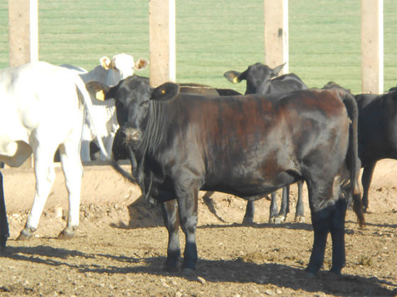 Descubra Por Que O Cruzamento Entre Angus E Nelore é Tão Cobiçado Em 2024