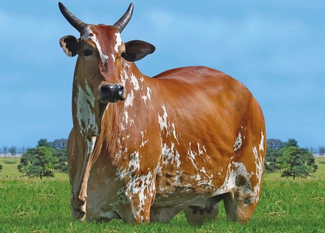 Nelore Pintado Esta Super Valorizado Por Que ? 2025