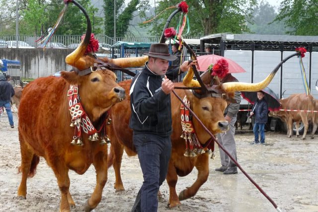 Raça Barrosã Tem Força E Carne Inigualáveis 2025