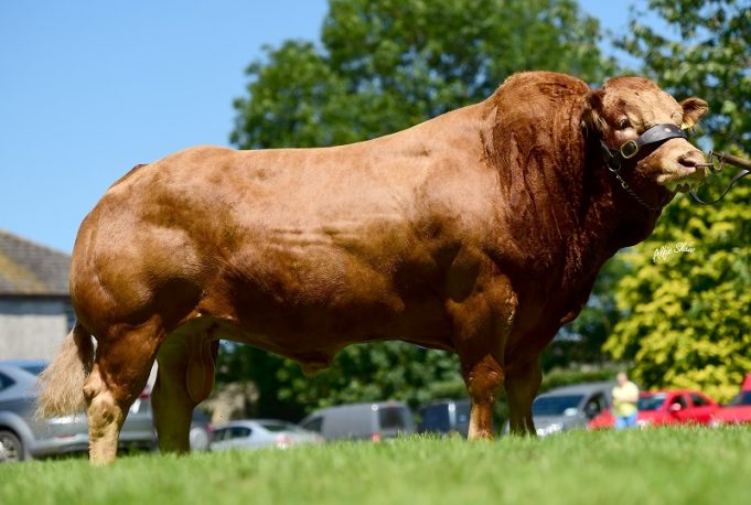 O Guardian Bull é O Mais Pesado Com 1.330 Kg; Vídeo 2025