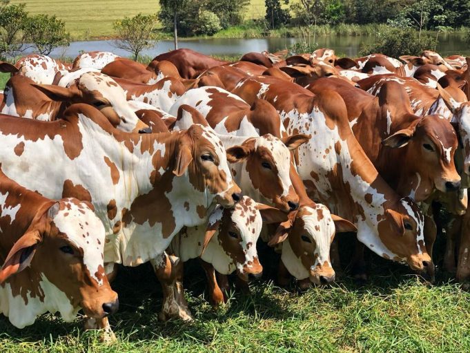 Nelore Pintado Esta Super Valorizado Por Que ? 2024