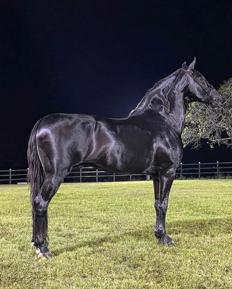 Um Dos Grandes ícones Da Marcha Picada Brasileira Faleceu 2025