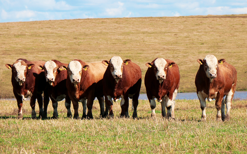 Gado De Exposicao Simental Vermelho Paixão Pelo Simental Leva