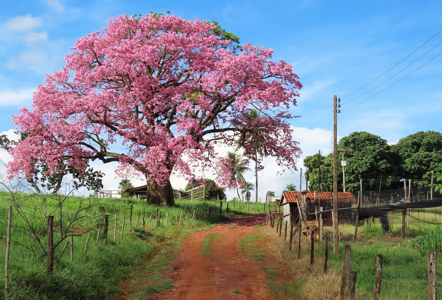 A Arvore Mais Alta Do Mundo 2024 Bonitoecociencia | Continuando Nossa