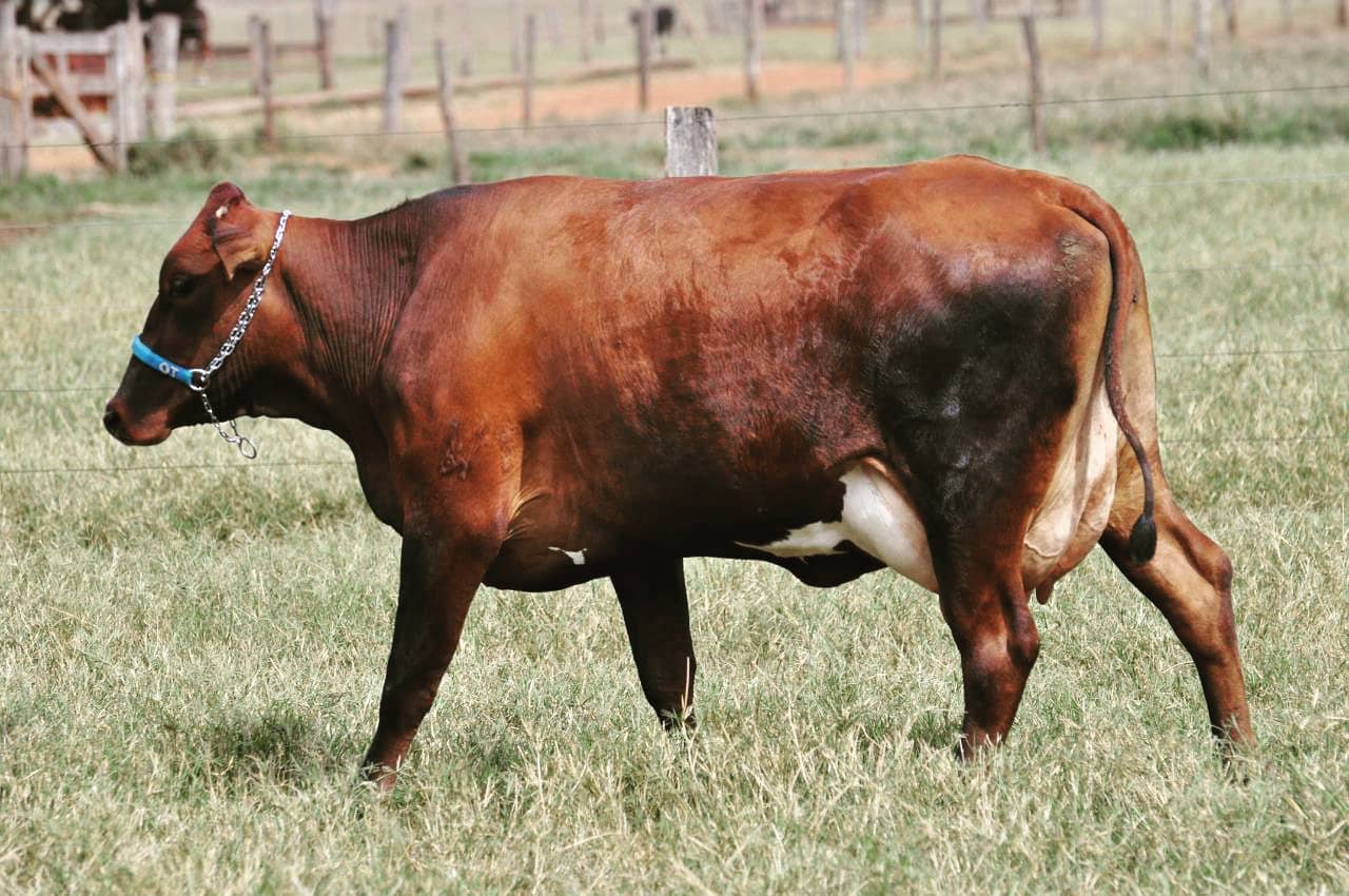 Sinjer: Cruzamento Entre Jersey E Sindi Se Destaca No Brasil - EDairy ...